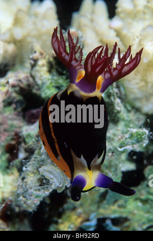 Close up portrait of nudibranch, Nembrotha kubaryana, Manado, Sulawesi ...