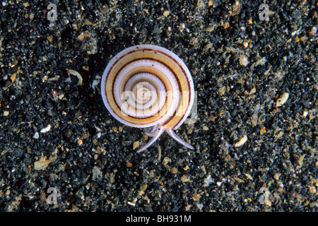 Architectonica sp., sundial shell Stock Photo - Alamy