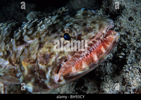 REEF LIZARDFISH Synodus variegatus HAWAII Stock Photo - Alamy