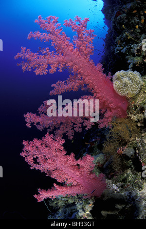 Saudi Arabia, Red Sea, underwater, corals and fish Stock Photo - Alamy