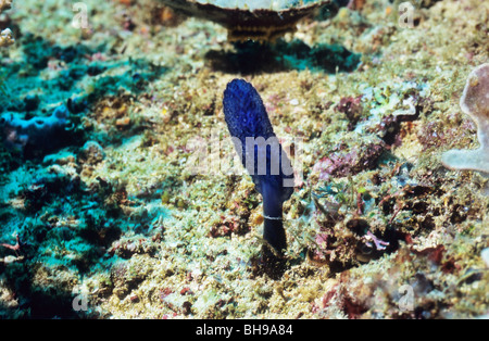 Sea Pen. Cnidarians. Pennatulacea. Vurgularia sp. Found on the sea bed ...