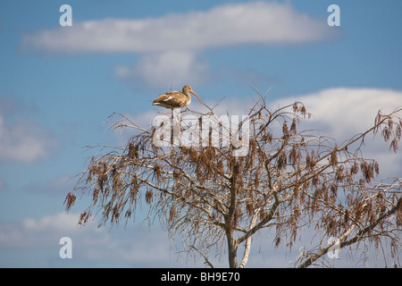 Immature White Ibis in Everglades Florida USA Stock Photo - Alamy