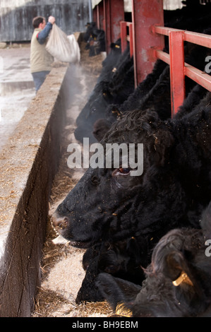 Black angus cattle feeding in a feedlot Stock Photo - Alamy