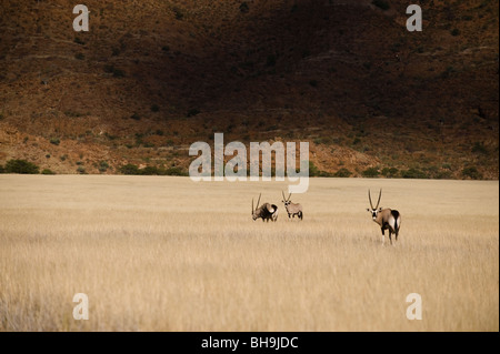 Orix in the Marienfluss, Kaokoland, north west Namibia Stock Photo - Alamy