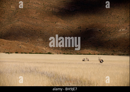 Orix in the Marienfluss, Kaokoland, north west Namibia Stock Photo - Alamy