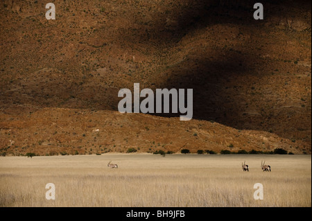 Orix in the Marienfluss, Kaokoland, north west Namibia Stock Photo - Alamy