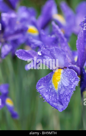 Blue Iris flower with water drop in close up Stock Photo - Alamy