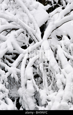 frozen forest river in winter with sandstone cliffs Stock Photo - Alamy