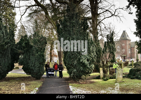 Yew tree bushes in a Scottish churchyard - traditionally planted in ...