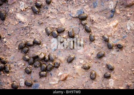 Goat droppings - Capra hircus Stock Photo - Alamy