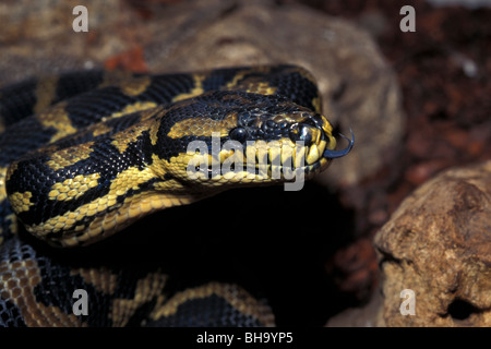 Rough-scaled python Morelia carinata, Australia snakes snake Stock ...