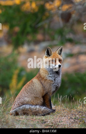 red fox (Vulpes vulpes), sitting, Italy Stock Photo - Alamy