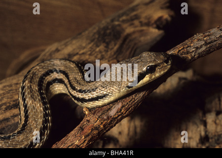Four lined Snake (Cervone), Elaphe quatuorlineata, Colubridae, Italy ...