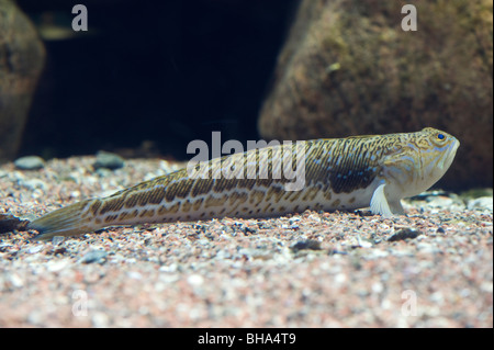 Lesser Weever Fish Echiichthys vipera Stock Photo - Alamy