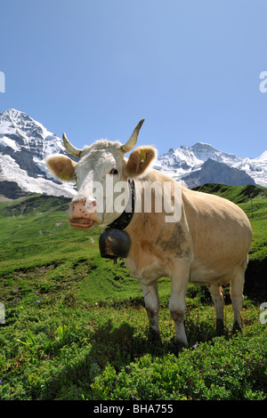 Brown cows on a meadow in September. High quality photo Stock Photo - Alamy