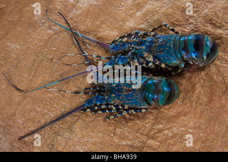 Africa Fish Maputo Market Mozambique Shellfish Stock Photo - Alamy