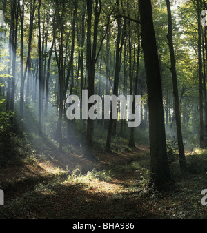 Chesham Bois Wood Buckinghamshire Stock Photo - Alamy