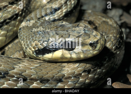 Four lined Snake (Cervone), Elaphe quatuorlineata, Colubridae, Italy ...
