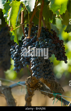 black grape hanging in the vineyard Stock Photo - Alamy