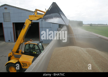 Loading grain into lorry Stock Photo - Alamy