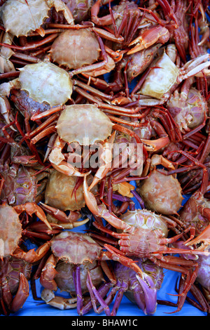 Crab texture, seafood background with many mediterranean crabs Stock ...