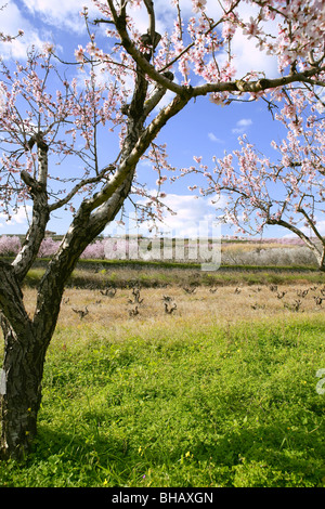 branch with white almond flowers on blue sky background, sunny spring ...