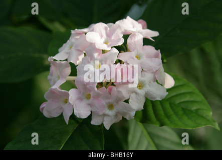Luculia, Luculia gratissima, Rubiaceae, Western Himalayas, Asia. Very ...