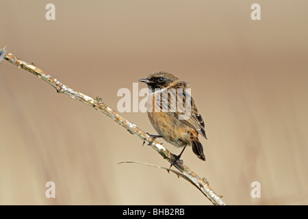 Male Common Stonechat taken in winter Stock Photo - Alamy