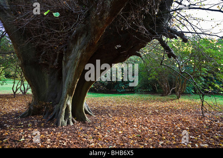 The Great Holker Lime Tree in the gardens of Holker Hall, with a girth ...