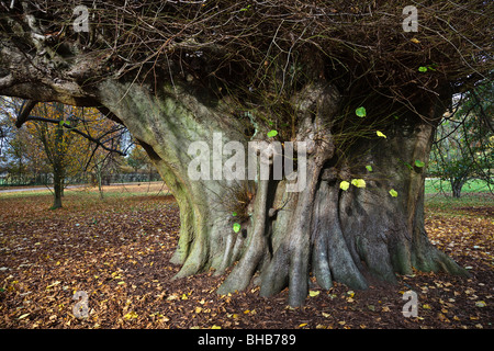 The Great Holker Lime Tree in the gardens of Holker Hall, with a girth ...