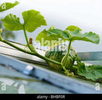Closeup of a green pumpkin plant growing in the summertime Stock Photo ...