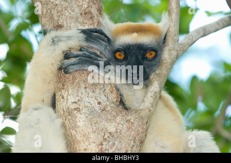 Golden-crowned sifaka, Tattersall's sifaka (Propithecus tattersalli ...