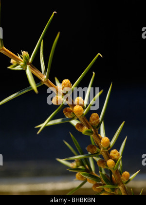 Juniperus communis, common juniper young growth or shrub in cypress ...