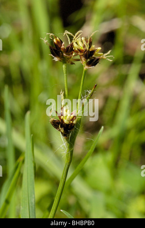 Field Wood Rush (luzula campestris), also known as Good Friday Grass ...