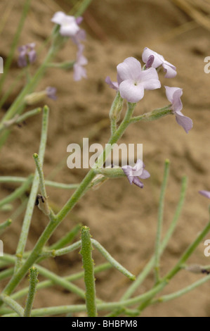SEA STOCK Matthiola sinuata (Brassicaceae Stock Photo - Alamy