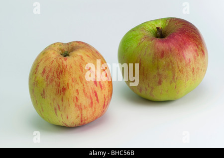 apple (Malus domestica 'Lohrer Rambur', Malus domestica Lohrer Rambur), apple of the cultivar ...