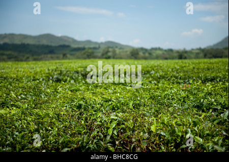 Tea plantation, western Uganda, Africa Stock Photo - Alamy