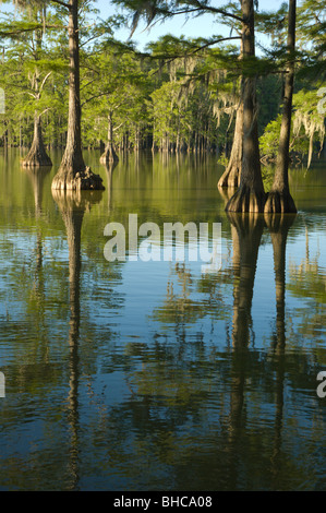 Cypresses and reflections in Lake Munson, Florida Stock Photo - Alamy