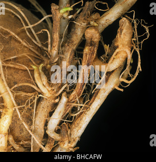 Symphylid or symphylan Scutigerella immaculata damage to potato stem ...