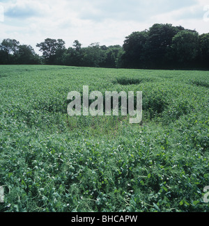Stubby root nematode (Trichodorus spp) damage to a pea crop Stock Photo ...