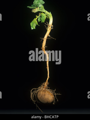 Symphylid or symphylan Scutigerella immaculata damage to potato stem ...