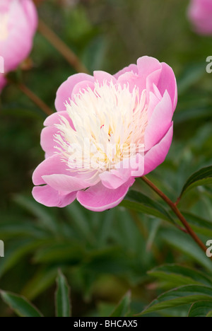 Vertical macro of a white peony bloom with a large, dense yellow stamen ...