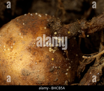 Pale potato cyst nematode Heterodera pallida cysts on potato root Stock ...