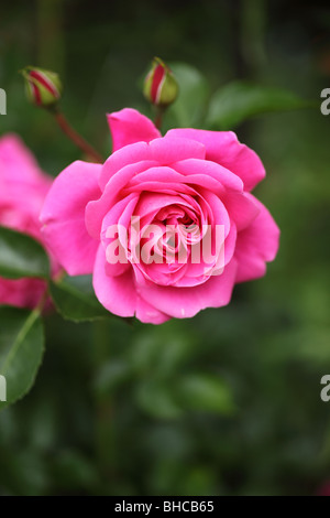 A closeup of a pink rose against blurred background Stock Photo - Alamy