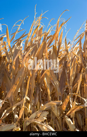 Mature dry corn stalks in field Stock Photo - Alamy