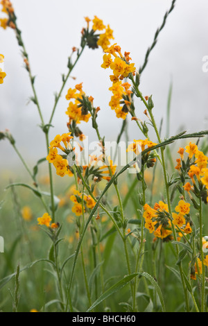 Fiddleneck wildflowers, Sierra Foothills, California Stock Photo - Alamy
