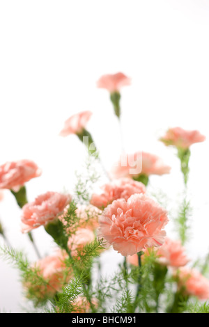 Single carnation close up Stock Photo - Alamy
