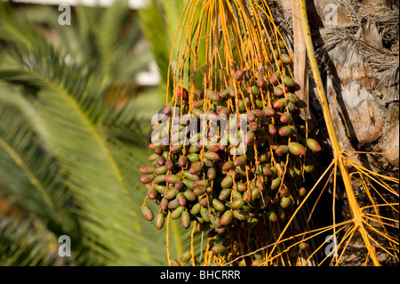 Seed pods on Palm tree Stock Photo - Alamy