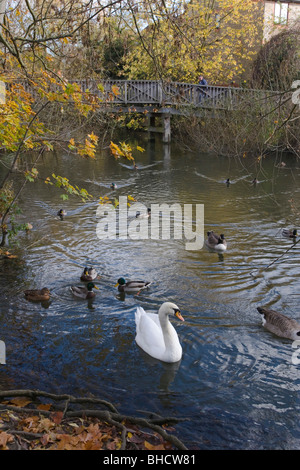 Hills Meadow. Heron Island footbridge. Autumn. Caversham. Reading ...