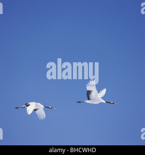 Japanese cranes flying in blue sky Stock Photo - Alamy